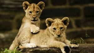 Qué significa soñar con león (2024) | 25 Significados